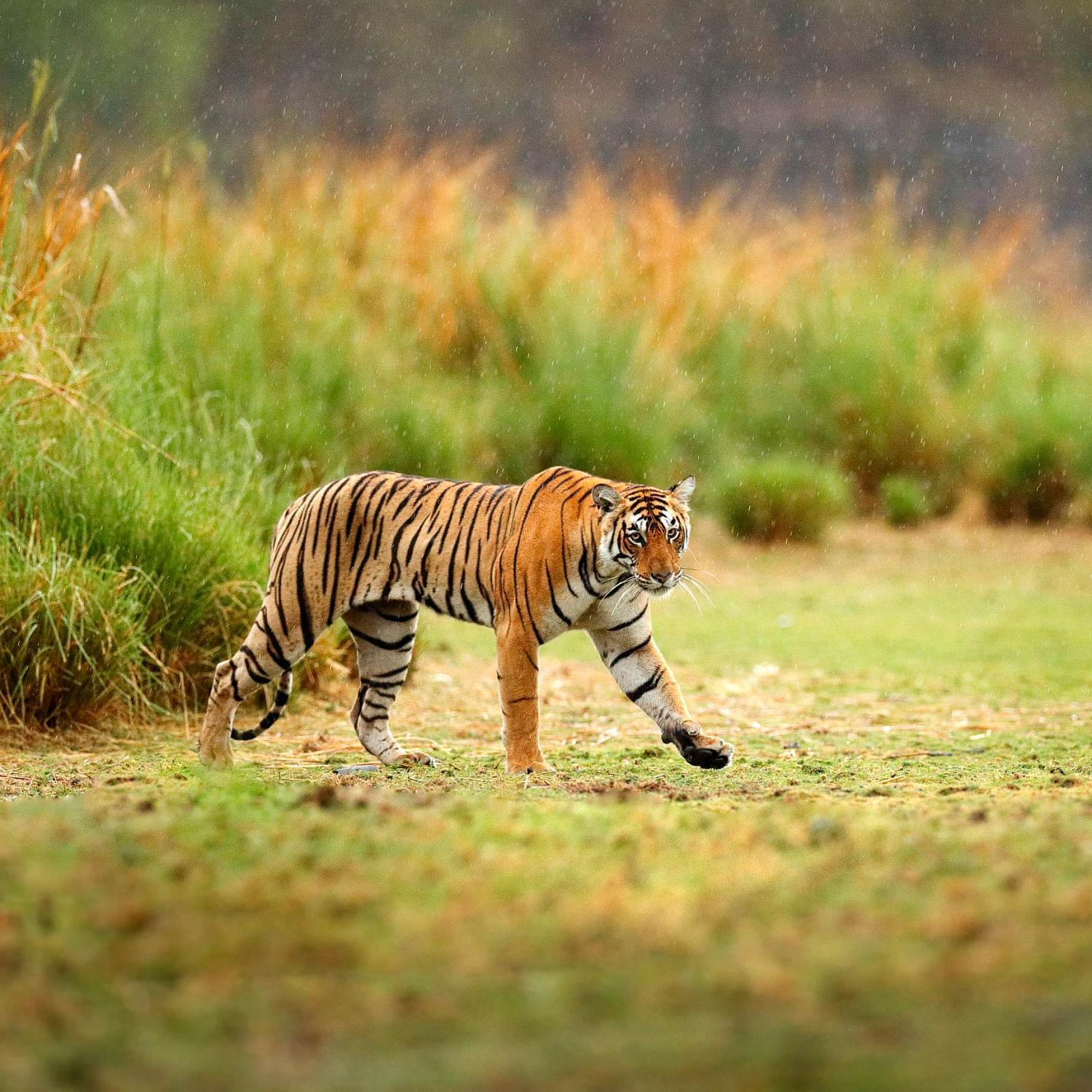 Tygr indický, konec období sucha v Ranthambore | NaturePhoto.cz