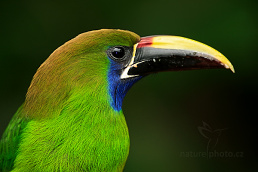 Tukani, zobáky z vrcholků stromů | NaturePhoto.cz