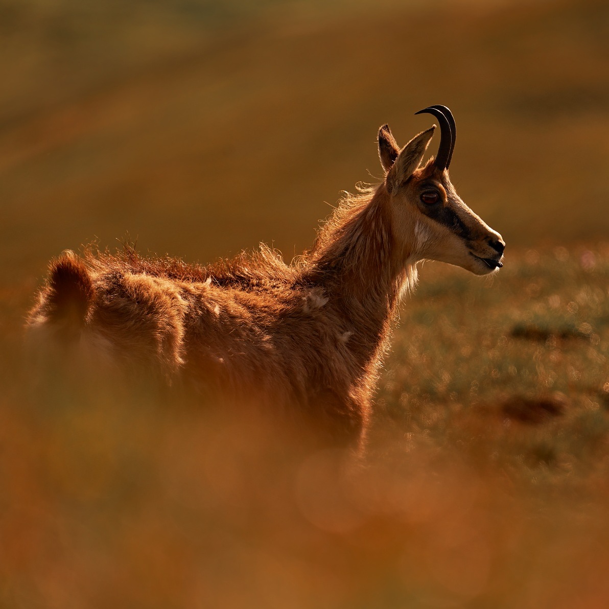 Kamzík horský tatranský, v Nízkých Tatrách | NaturePhoto.cz