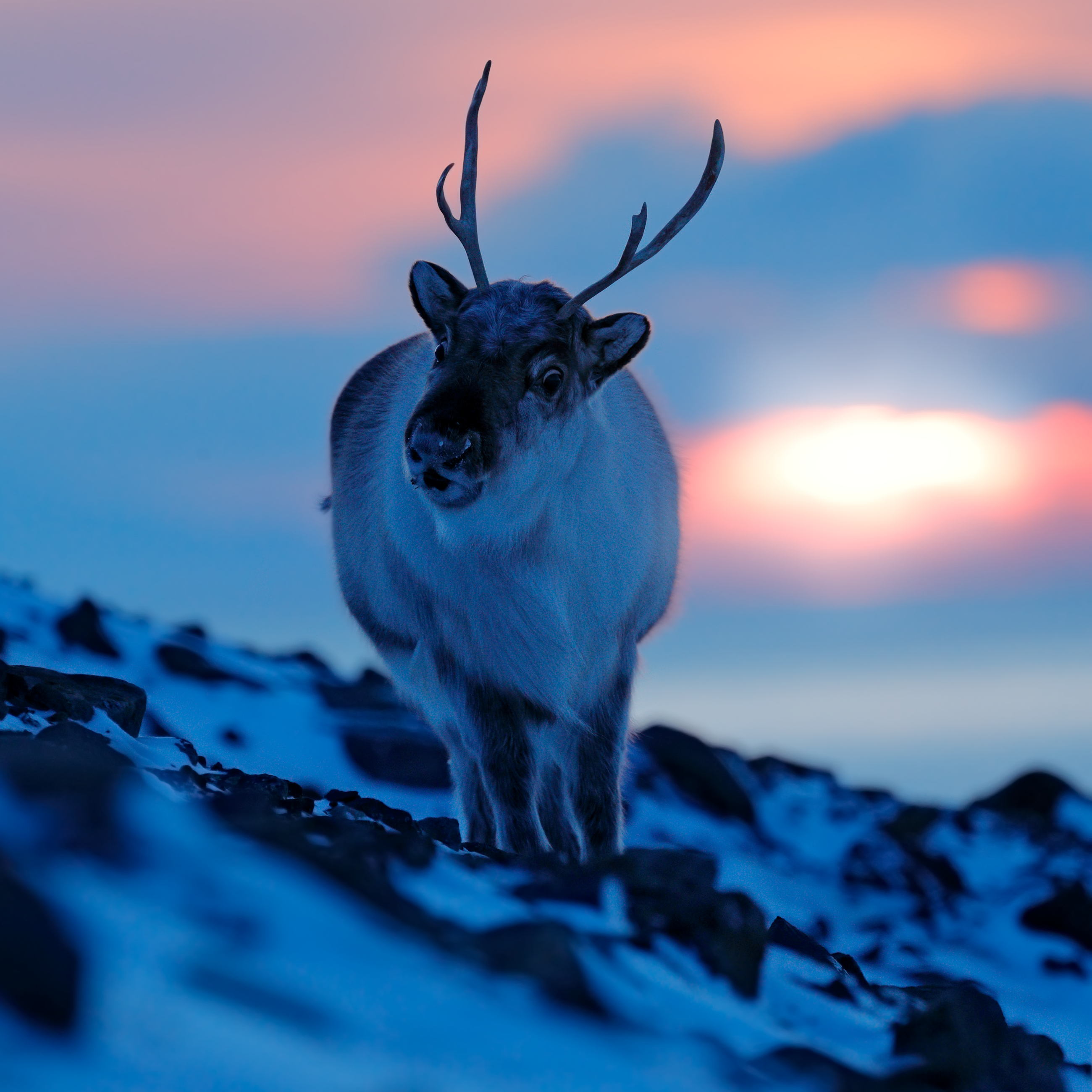 Sob polární špicberský, v mrazu a ledu | NaturePhoto.cz
