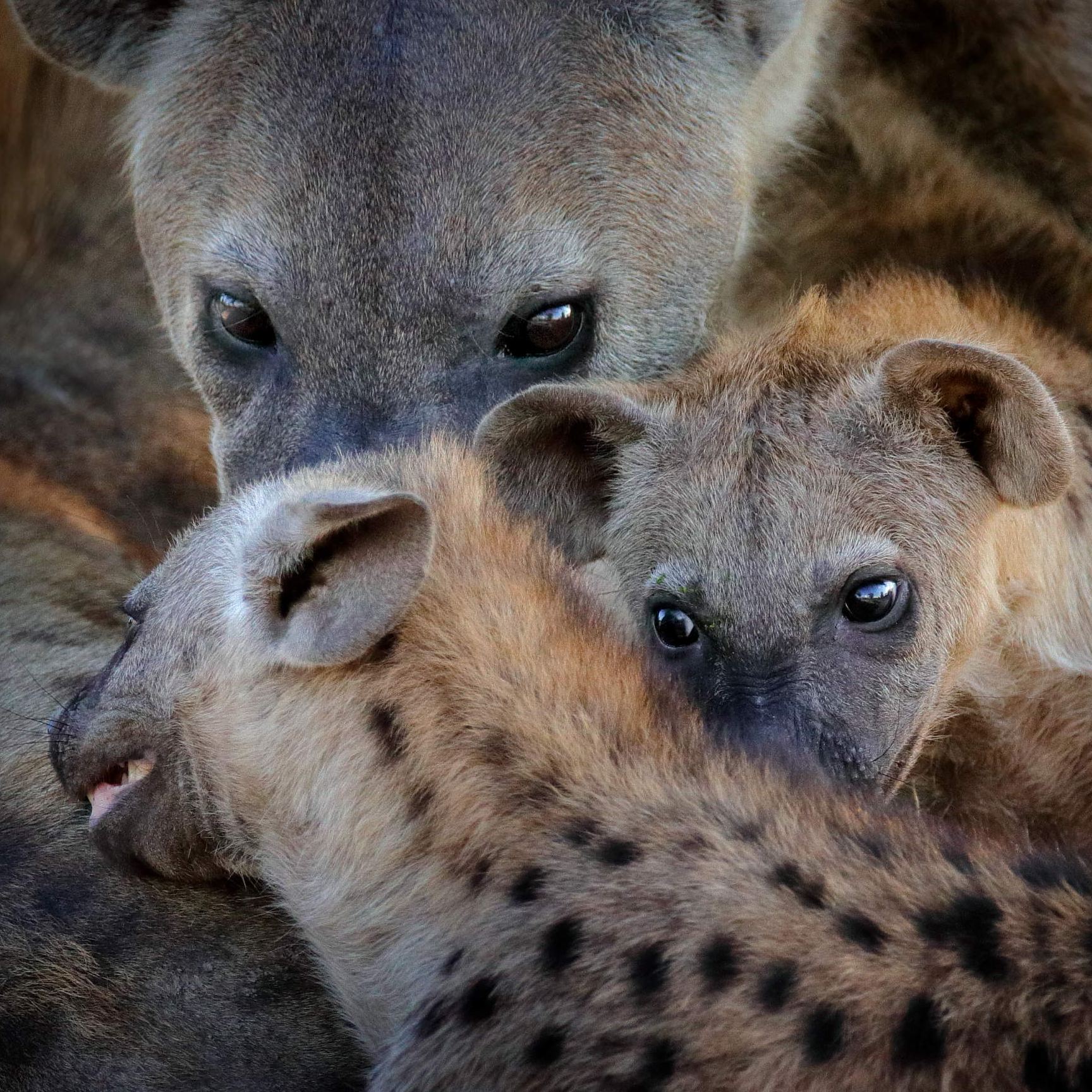Hyena skvrnitá, nevinné bestie | NaturePhoto.cz