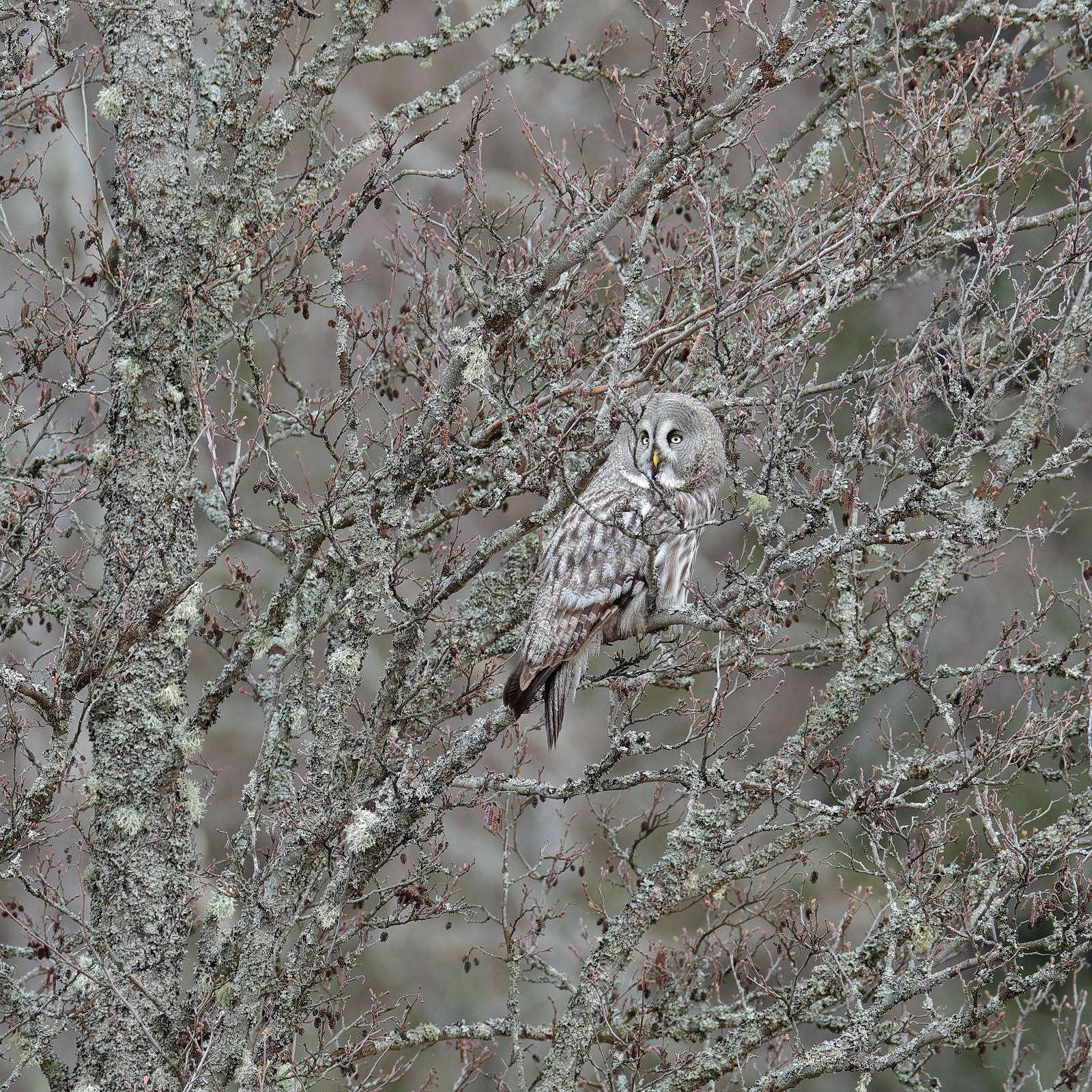 Puštík vousatý, soví louka uprostřed lesů | NaturePhoto.cz