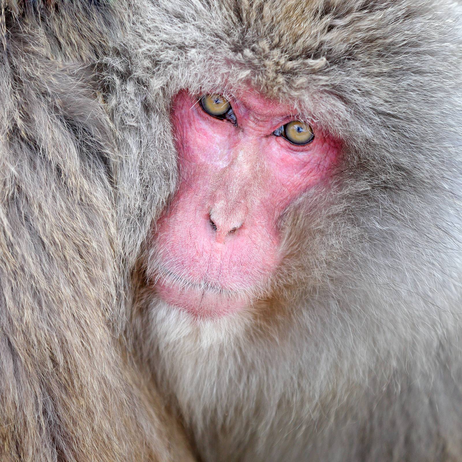 Makak červenolící, nejseverněji žijící opice světa | NaturePhoto.cz