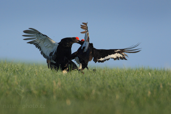 Tetřívek obecný, souboj u brány Šumavy | NaturePhoto.cz