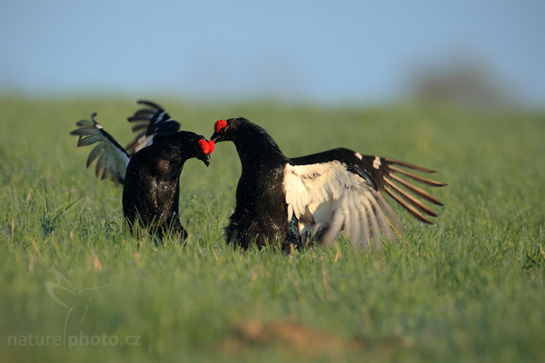 Tetřívek obecný, souboj u brány Šumavy | NaturePhoto.cz