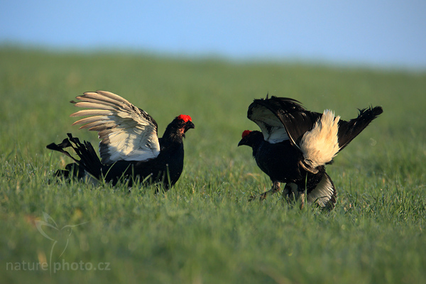 Tetřívek obecný, souboj u brány Šumavy | NaturePhoto.cz