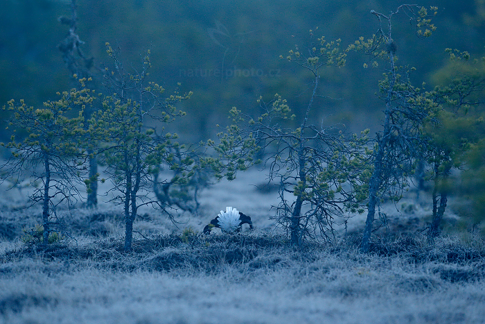 Tetřívek obecný, svítání na tokaništi | NaturePhoto.cz