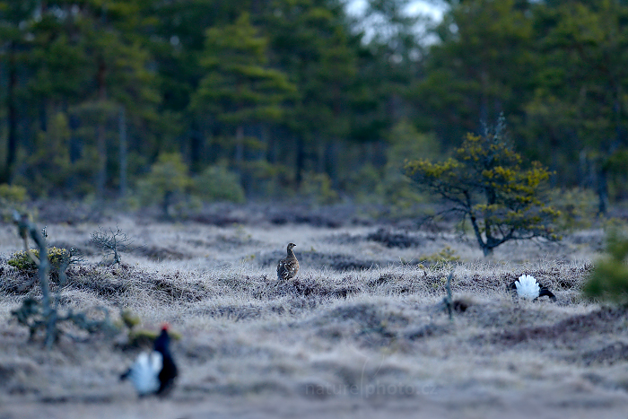 Tetřívek obecný, svítání na tokaništi | NaturePhoto.cz