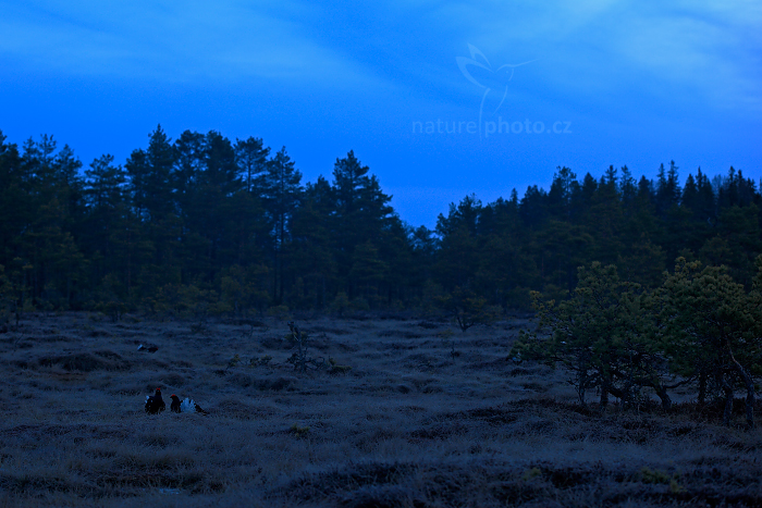 Tetřívek obecný, svítání na tokaništi | NaturePhoto.cz