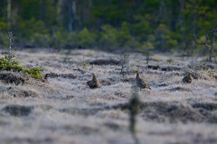 Tetřívek obecný, svítání na tokaništi | NaturePhoto.cz