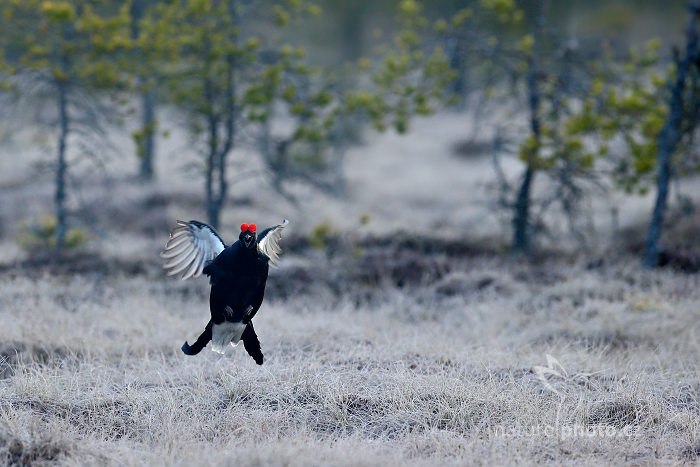 Tetřívek obecný, svítání na tokaništi | NaturePhoto.cz