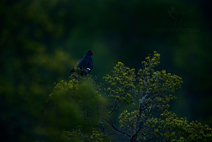 Tetřívek obecný, svítání na tokaništi | NaturePhoto.cz
