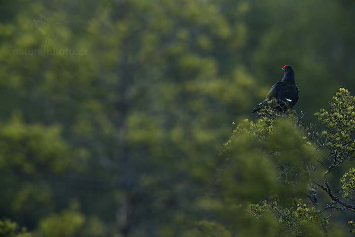 Tetřívek obecný, svítání na tokaništi | NaturePhoto.cz