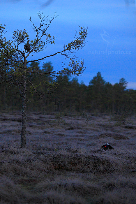 Tetřívek obecný, svítání na tokaništi | NaturePhoto.cz