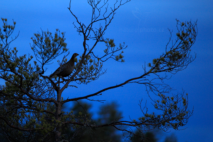 Tetřívek obecný, svítání na tokaništi | NaturePhoto.cz