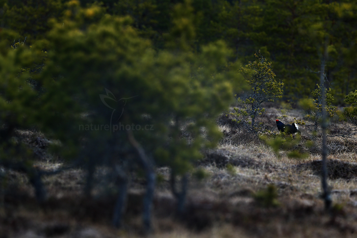 Tetřívek obecný, svítání na tokaništi | NaturePhoto.cz