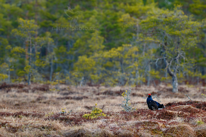 Tetřívek obecný, svítání na tokaništi | NaturePhoto.cz