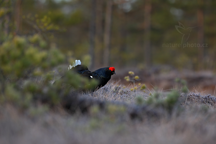 Tetřívek obecný, svítání na tokaništi | NaturePhoto.cz