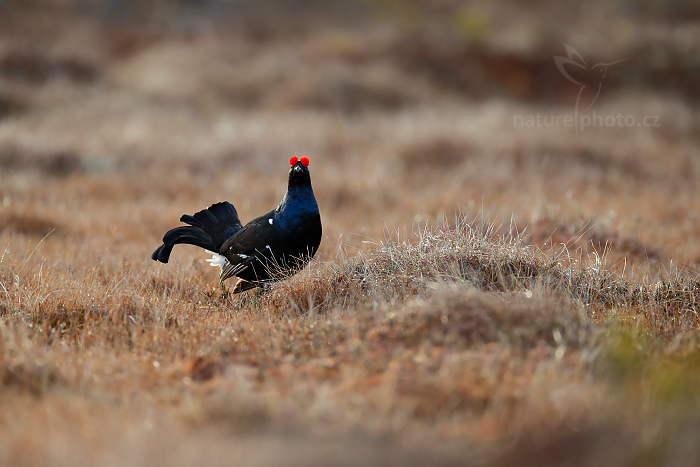 Tetřívek obecný, svítání na tokaništi | NaturePhoto.cz