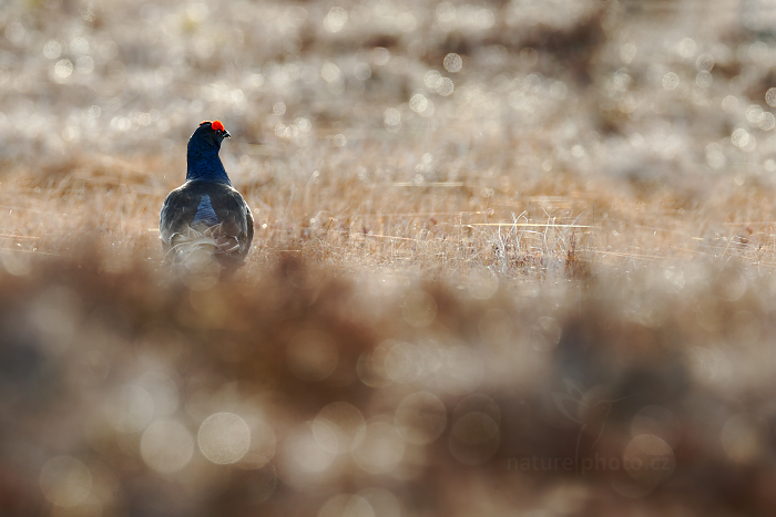 Tetřívek obecný, svítání na tokaništi | NaturePhoto.cz