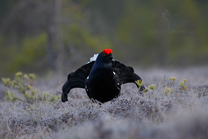 Tetřívek obecný, svítání na tokaništi | NaturePhoto.cz